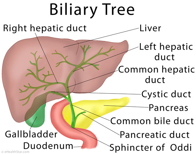 Liver Anatomy Location And Function EHealthStar Liver Anatomy Location And Function EHealthStar
