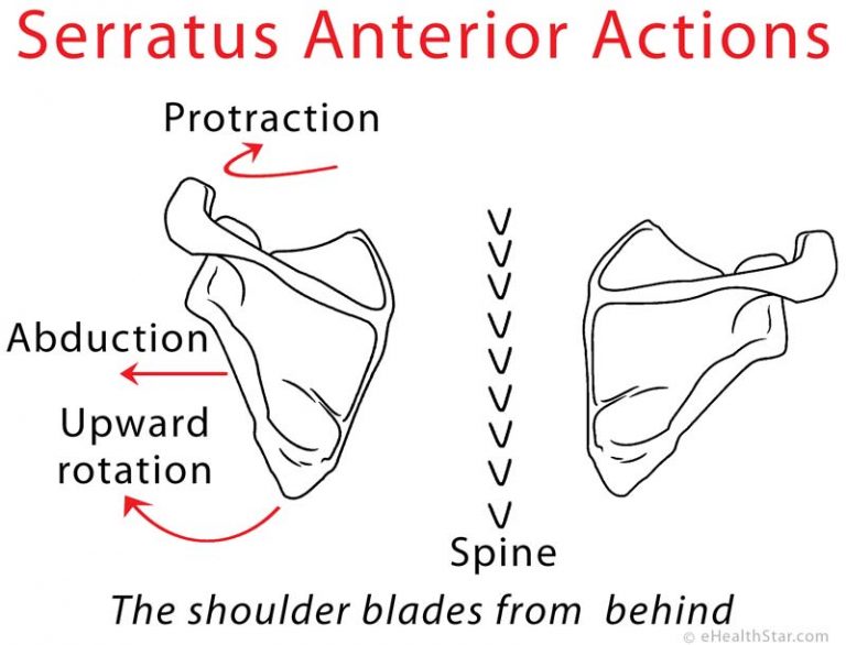 Serratus Anterior Muscle Function; Pain Causes and Symptoms - eHealthStar